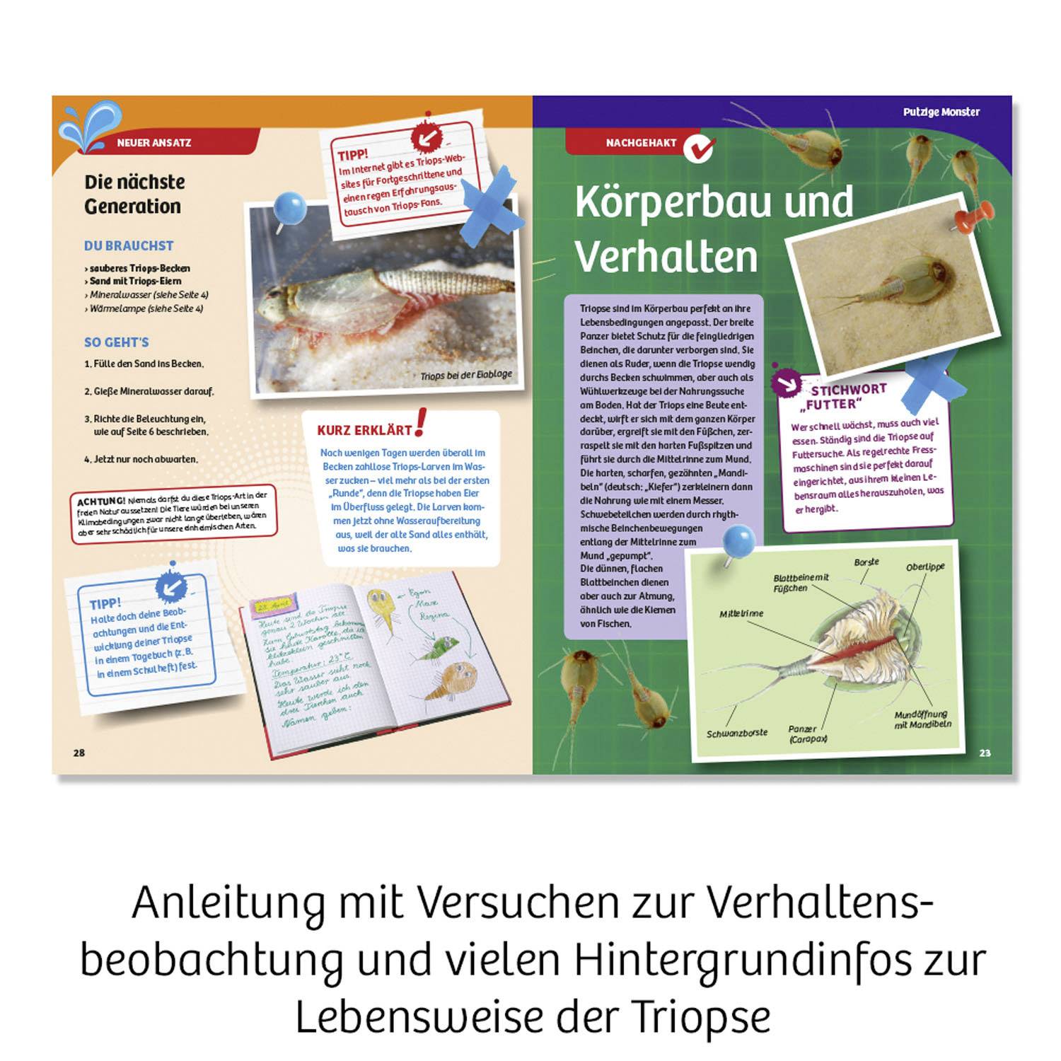 Kosmos 633073 Triops-Welt Triops züchten & Natur Experimentier-Set ab 8 ...